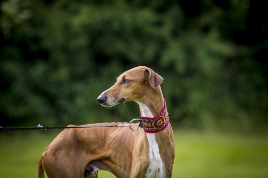 Chrt Images – Browse 27 Stock Photos, Vectors, and Video | Adobe Stock