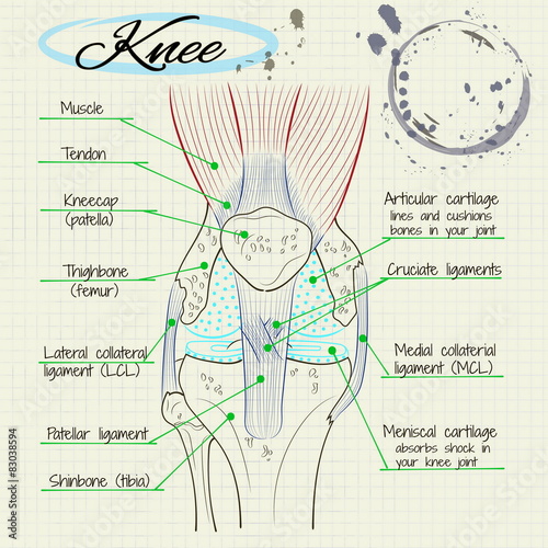 "structure of the human knee" Stockfotos und lizenzfreie Vektoren auf ...