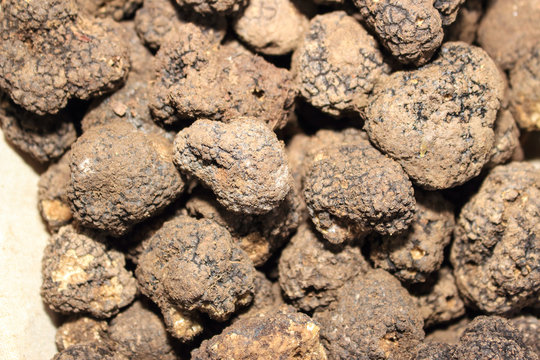 รูปภาพTrifola – เลือกดูภาพถ่ายสต็อก เวกเตอร์ และวิดีโอ89 | Adobe Stock