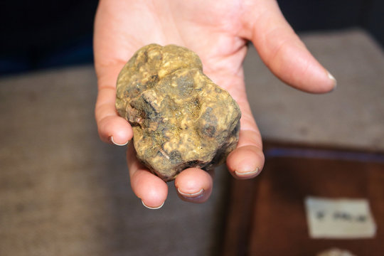 รูปภาพTrifola – เลือกดูภาพถ่ายสต็อก เวกเตอร์ และวิดีโอ89 | Adobe Stock