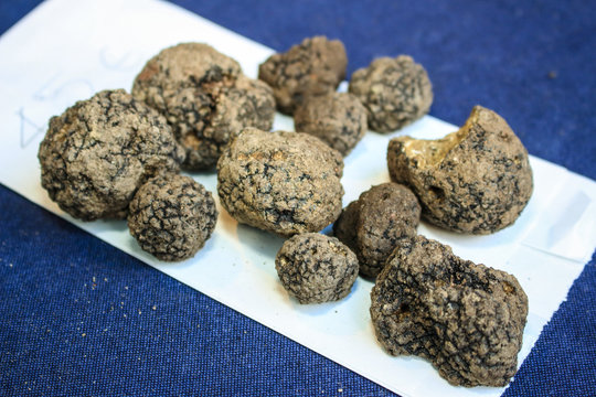 Trifola Images – Browse 77 Stock Photos, Vectors, and Video | Adobe Stock