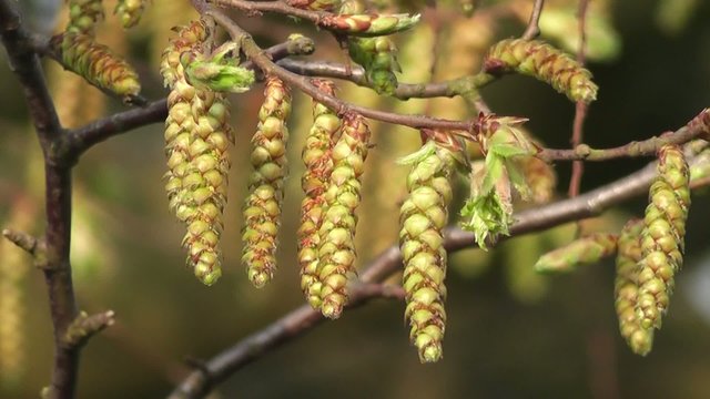 "Catkin Flower"-Bilder: Stock-Fotos & -Videos. | Adobe Stock