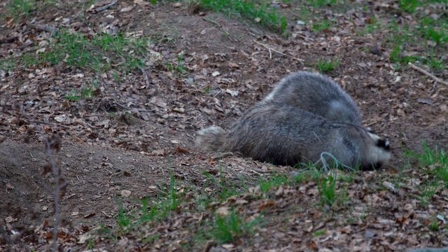 Dachsbau bilder – Bläddra bland 80 stockfoton, vektorer och videor ...