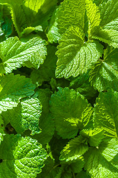 รูปภาพMinzblatt – เลือกดูภาพถ่ายสต็อก เวกเตอร์ และวิดีโอ990 | Adobe Stock