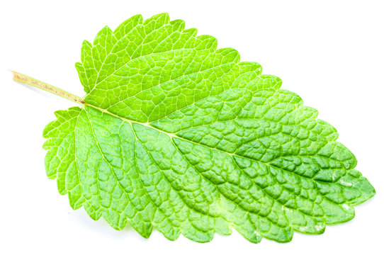 รูปภาพMinzblatt – เลือกดูภาพถ่ายสต็อก เวกเตอร์ และวิดีโอ990 | Adobe Stock