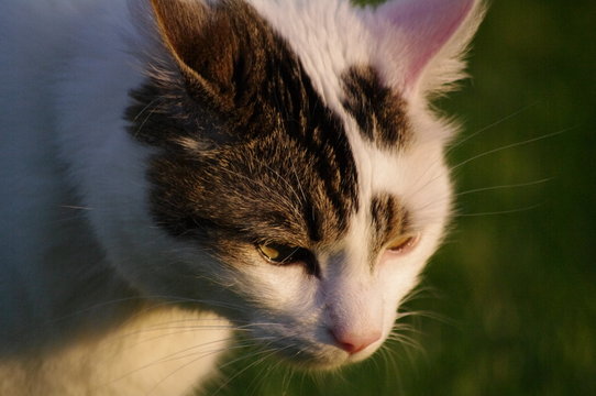 Guetter Bilder – Durchsuchen 523 Archivfotos, Vektorgrafiken und Videos ...