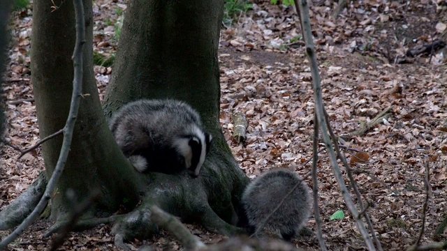 Grimbart Images – Browse 58 Stock Photos, Vectors, and Video | Adobe Stock