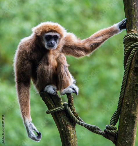 "Kletteraffe" Stockfotos und lizenzfreie Bilder auf Fotolia.com - Bild ...