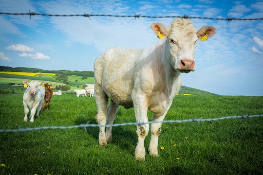 Wildrinder Bilder – Durchsuchen 41,072 Archivfotos, Vektorgrafiken und ...