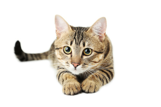 รูปภาพTabby – เลือกดูภาพถ่ายสต็อก เวกเตอร์ และวิดีโอ531,014 | Adobe Stock