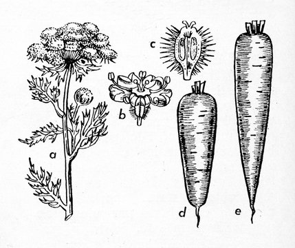 รูปภาพTaproot – เลือกดูภาพถ่ายสต็อก เวกเตอร์ และวิดีโอ4,537 | Adobe Stock