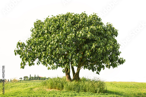 "albero di fico" Immagini e Fotografie Royalty Free su Fotolia.com ...