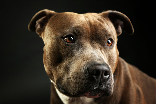 Obrázky Amstaff – procházejte fotografie, vektory a videa 20,504 ...