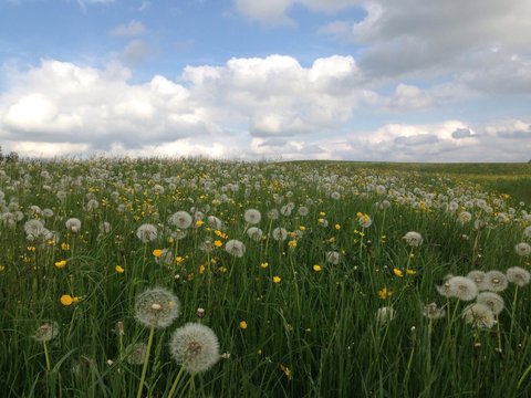 Pusteblumenwiese Images – Browse 91 Stock Photos, Vectors, and Video ...