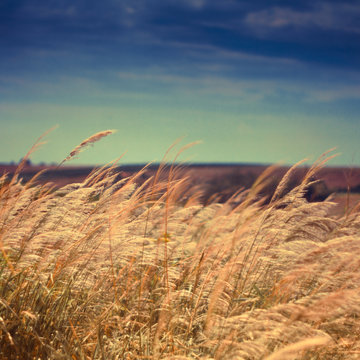 Reed Field Images – Browse 98,893 Stock Photos, Vectors, and Video ...