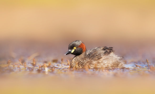 รูปภาพWetland – เลือกดูภาพถ่ายสต็อก เวกเตอร์ และวิดีโอ882,366 | Adobe Stock