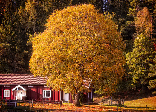 Hus Bilder – Durchsuchen 10,242 Archivfotos, Vektorgrafiken und Videos ...