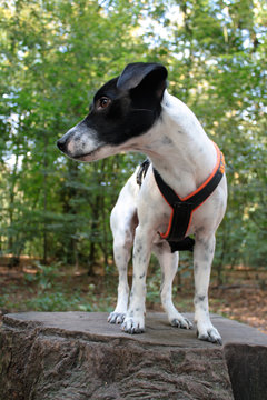 Dansky Images – Browse 11 Stock Photos, Vectors, and Video | Adobe Stock