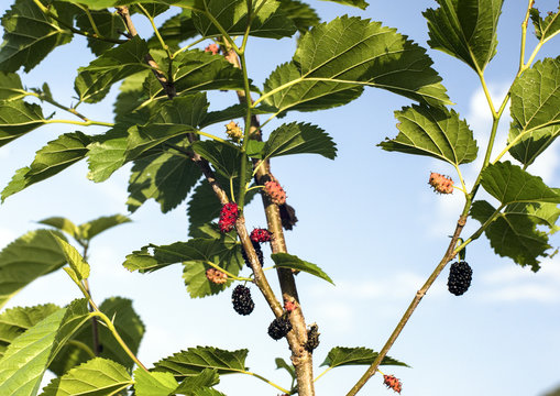 桑 Images – Browse 948 Stock Photos, Vectors, and Video | Adobe Stock