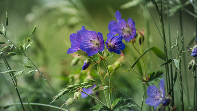 Kospen Images – Browse 25 Stock Photos, Vectors, and Video | Adobe Stock