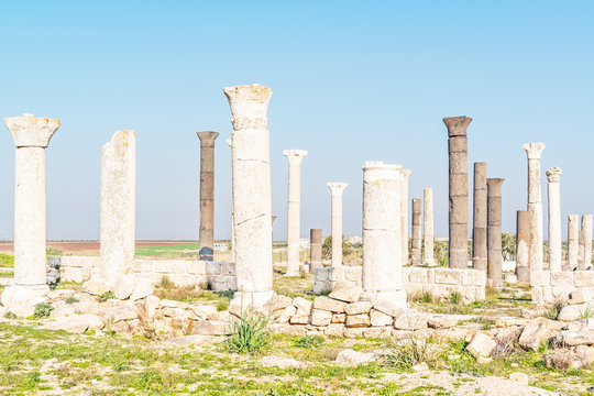 「Raphana」の写真素材 | 11件の無料イラスト画像 | Adobe Stock