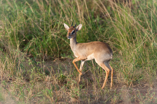 "Dik Dik" Billeder – Gennemse 632 stockfotos, vektorer og videoer ...