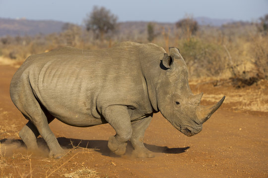 รูปภาพNashorn – เลือกดูภาพถ่ายสต็อก เวกเตอร์ และวิดีโอ7,825 | Adobe Stock