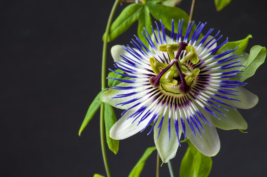 Barbadine Images – Parcourir 326 le catalogue de photos, vecteurs et ...