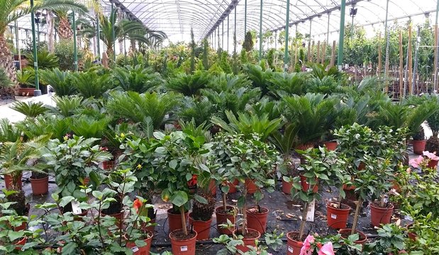 รูปภาพVivero – เลือกดูภาพถ่ายสต็อก เวกเตอร์ และวิดีโอ1,871 | Adobe Stock