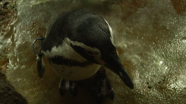 Peguin-Bilder: Stock-Fotos & -Videos. | Adobe Stock