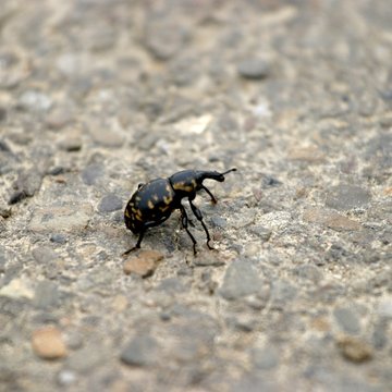 รูปภาพRobale – เลือกดูภาพถ่ายสต็อก เวกเตอร์ และวิดีโอ58 | Adobe Stock