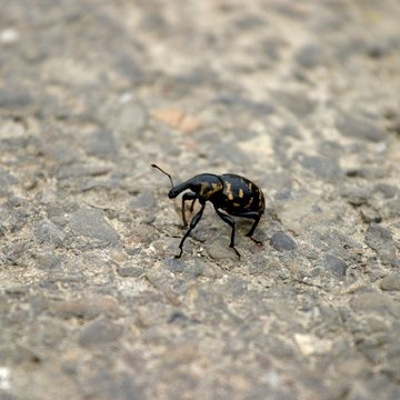 รูปภาพRobale – เลือกดูภาพถ่ายสต็อก เวกเตอร์ และวิดีโอ58 | Adobe Stock