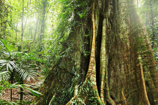 Tropenholz Images – Parcourir 391 le catalogue de photos, vecteurs et ...