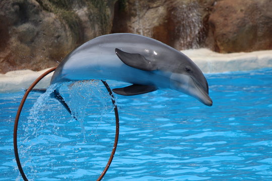 Delphin bilder – Bläddra bland 2,074 stockfoton, vektorer och videor ...