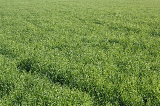 รูปภาพGrass-Plot – เลือกดูภาพถ่ายสต็อก เวกเตอร์ และวิดีโอ1,502 | Adobe ...