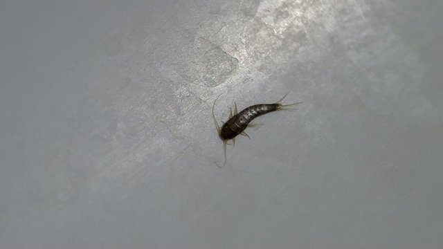 Thysanura Images – Browse 485 Stock Photos, Vectors, and Video | Adobe ...