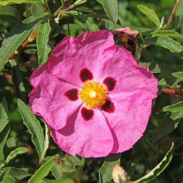 รูปภาพCiste – เลือกดูภาพถ่ายสต็อก เวกเตอร์ และวิดีโอ298 | Adobe Stock