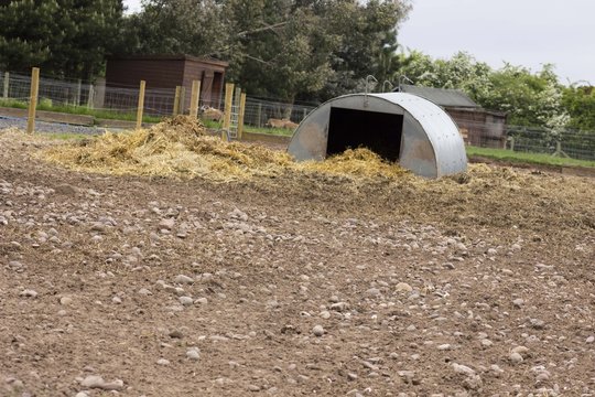 "Pig Sty" Images – Browse 369 Stock Photos, Vectors, and Video | Adobe ...