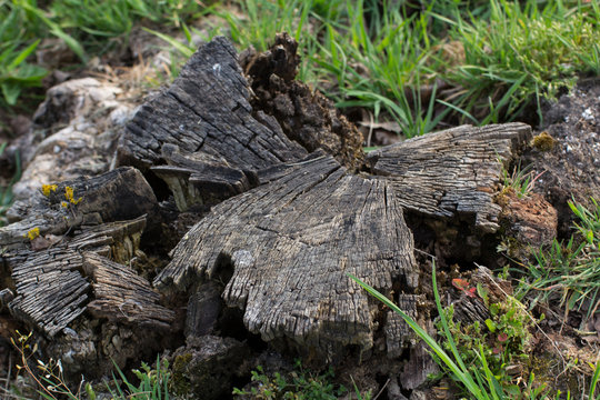 「Stumb」の写真素材 | 121件の無料イラスト画像 | Adobe Stock