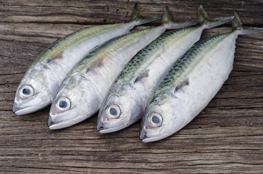 Indian Mackerel Bilder – Durchsuchen 2,799 Archivfotos, Vektorgrafiken und Videos | Adobe Stock