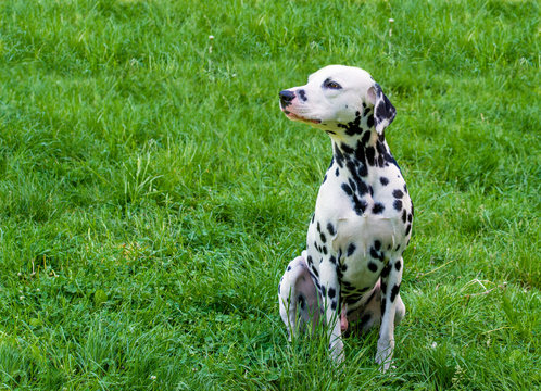 "Carriage Dog"-Bilder: Stock-Fotos & -Videos. | Adobe Stock