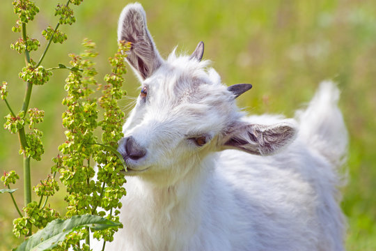 Capretta Immagini - Sfoglia 8,856 foto, vettoriali e video Stock ...