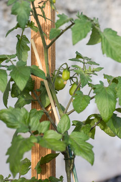 รูปภาพTomatenstaude – เลือกดูภาพถ่ายสต็อก เวกเตอร์ และวิดีโอ131 | Adobe ...