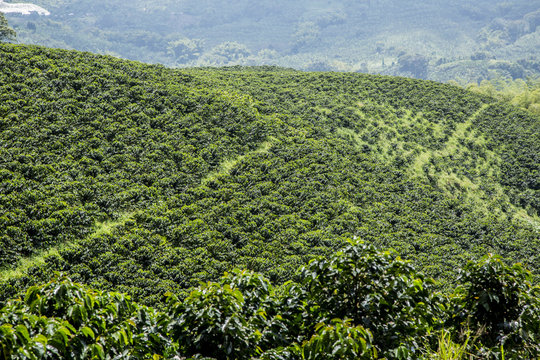 Cafetales Images – Browse 6 Stock Photos, Vectors, and Video | Adobe Stock