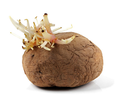 รูปภาพPatato – เลือกดูภาพถ่ายสต็อก เวกเตอร์ และวิดีโอ1,250 | Adobe Stock