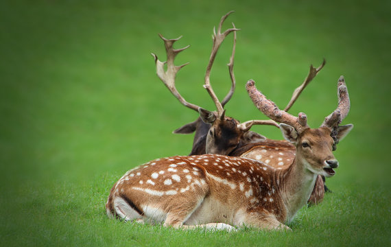 รูปภาพDears – เลือกดูภาพถ่ายสต็อก เวกเตอร์ และวิดีโอ3,238,471 | Adobe Stock