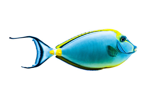 Free Fish Images – Browse 14,707 Free Stock Photos, Vectors, and Video ...