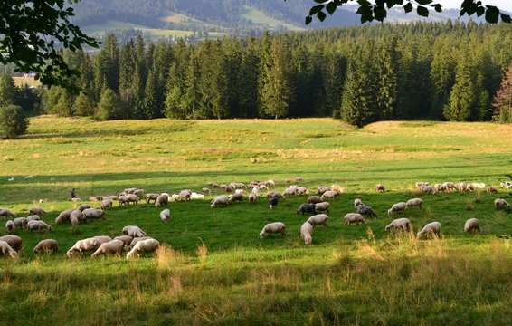 Owce Bilder – Durchsuchen 1,436 Archivfotos, Vektorgrafiken und Videos ...