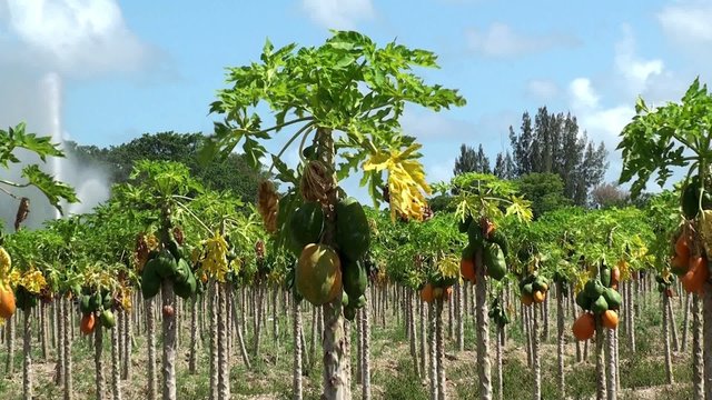 Chamburo bilder – Bläddra bland 111 stockfoton, vektorer och videor ...