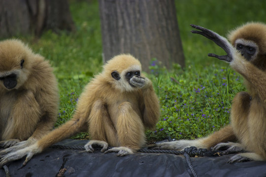 รูปภาพSimian – เลือกดูภาพถ่ายสต็อก เวกเตอร์ และวิดีโอ43,357 | Adobe Stock